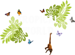 Home Page - Tropical World